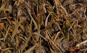 Camo: Hidden Creek Marsh Camoflauge Pattern Vinyl